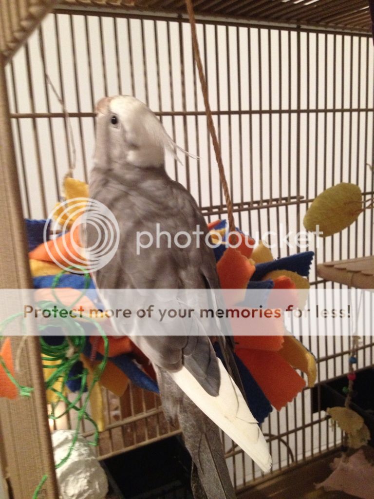 Rearranged the cage. | Avian Avenue Parrot Forum