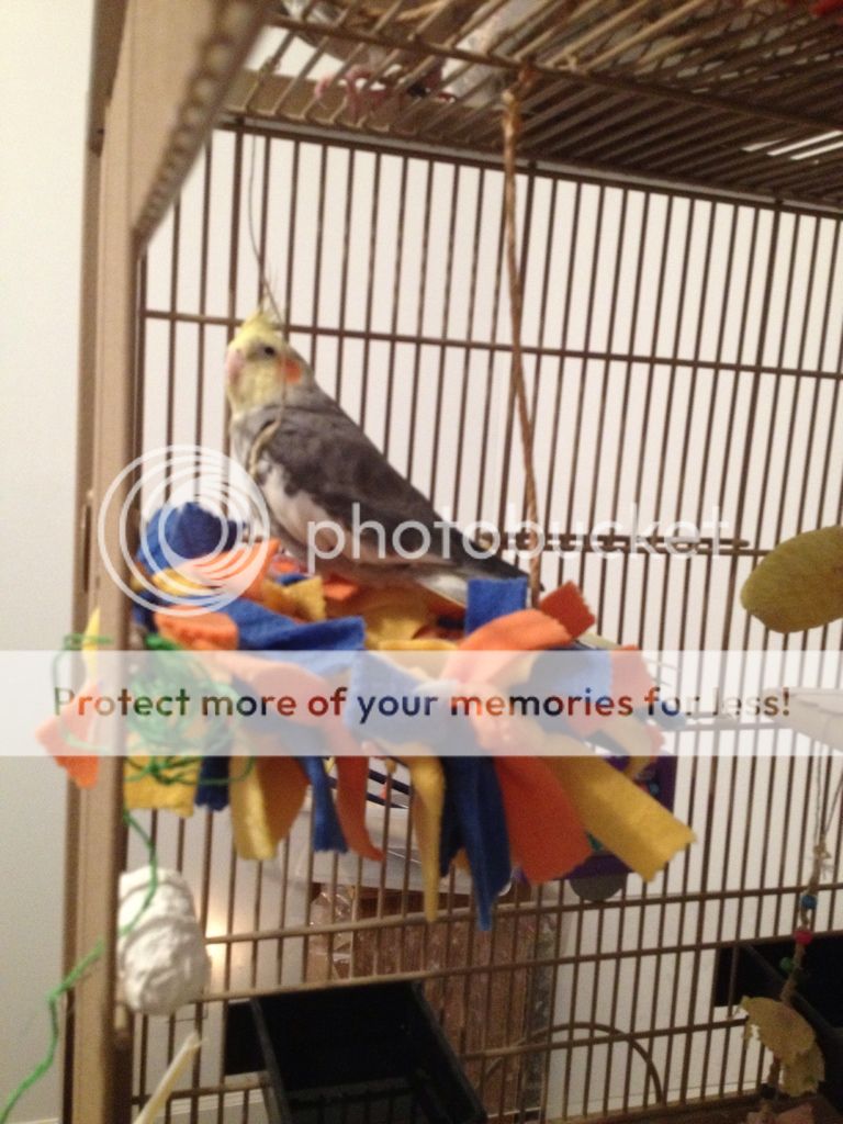 Rearranged the cage. | Avian Avenue Parrot Forum