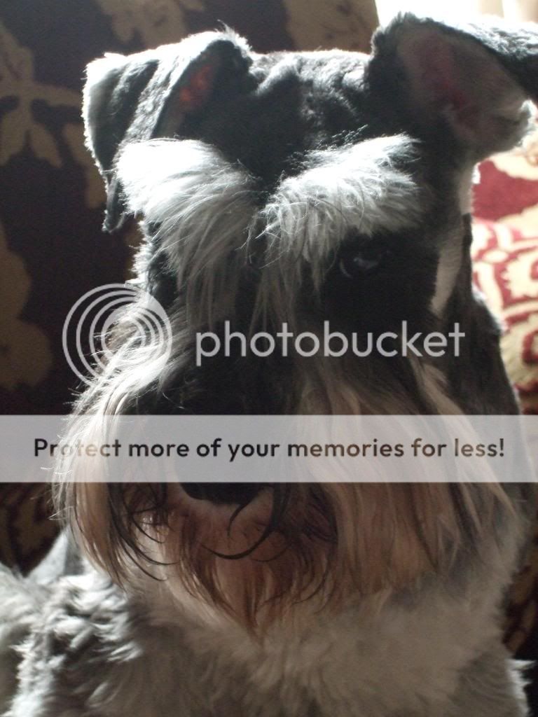 Ear Flying - The Schnauzer Forum