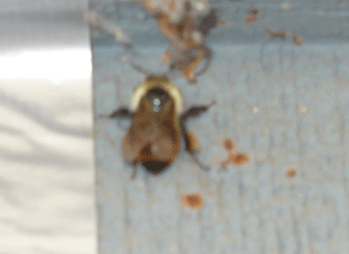 Odd bees, try two - with photos | Beesource Beekeeping Forums