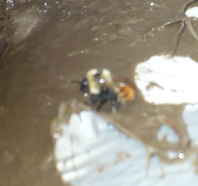Odd bees, try two - with photos | Beesource Beekeeping Forums