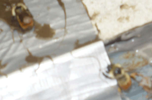 Odd bees, try two - with photos | Beesource Beekeeping Forums