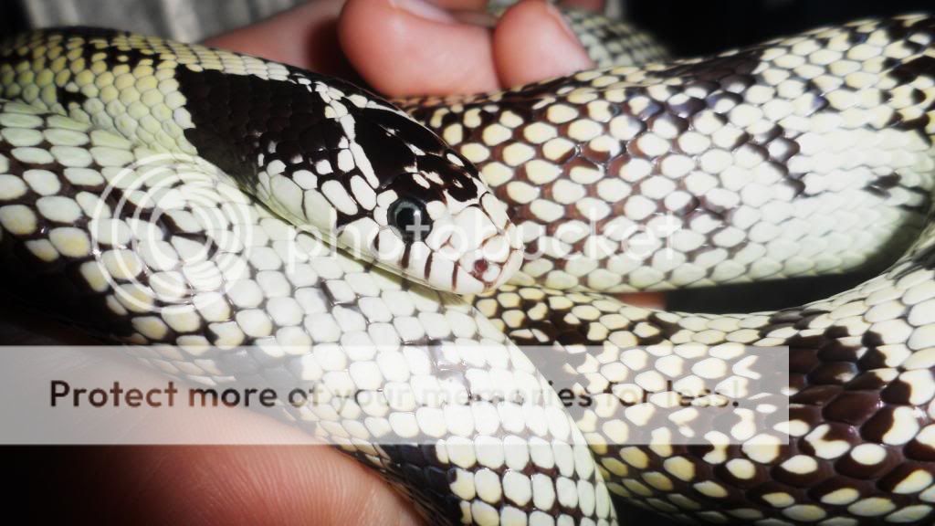 SnakeyS Picture thread | Reptile Forums