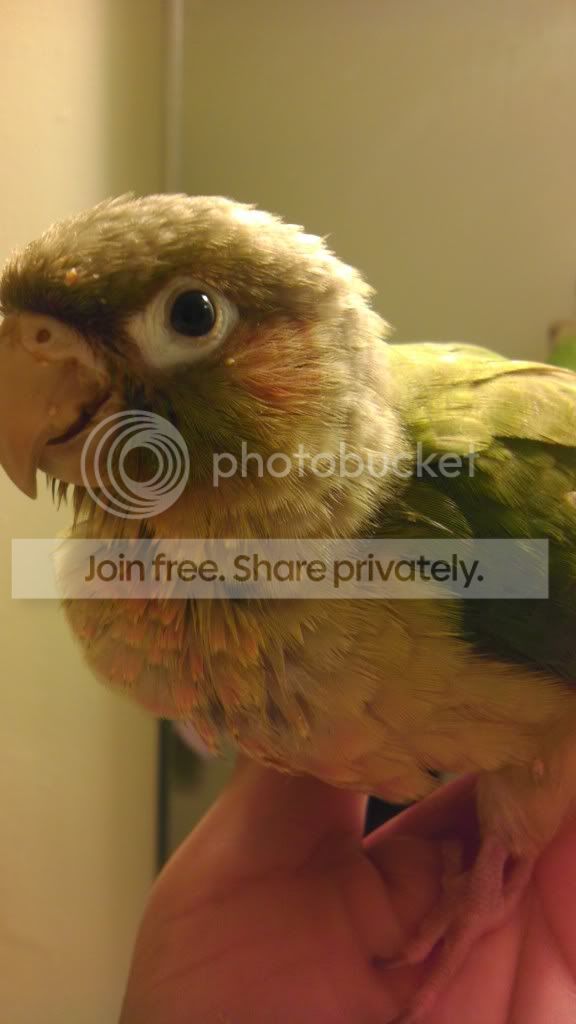 lump on cookies chest? | Parrot Forum 🦜 Parrot Owners Community
